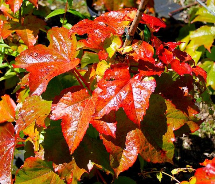 Vigne vierge - Annonce 1/1 - Serres de Négreville