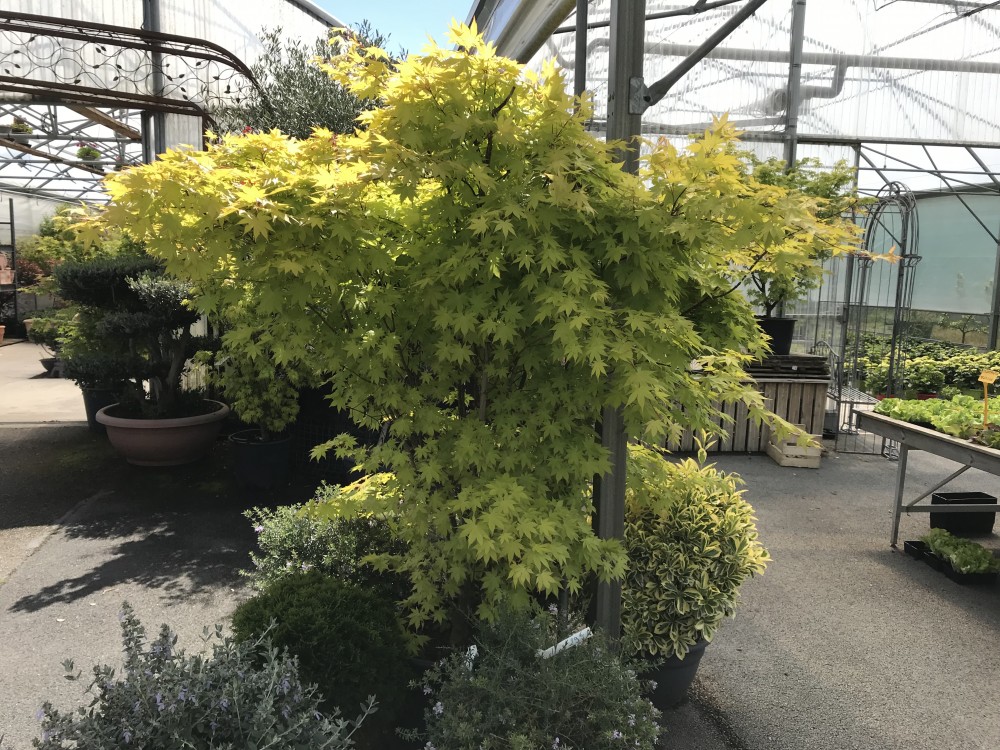 Acer jordan - Serres de Négreville